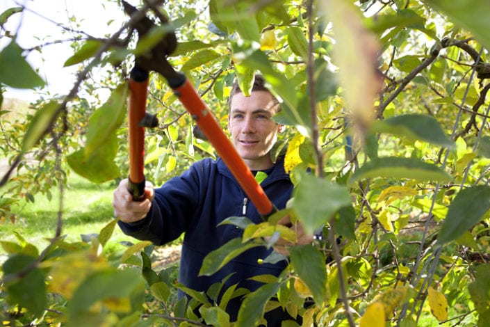 What You Need To Know About Sudden Branch Drop - Dickies Tree Service