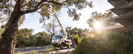 What You Need To Know About Sudden Branch Drop - Dickies Tree Service